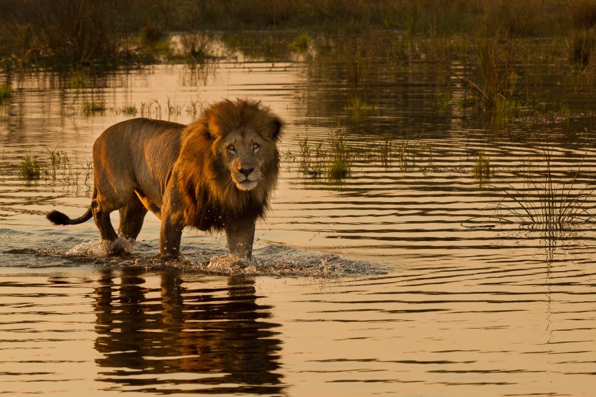 Entdecke die „Big Five“ in Namibia und Botswana » WORLD INSIGHT